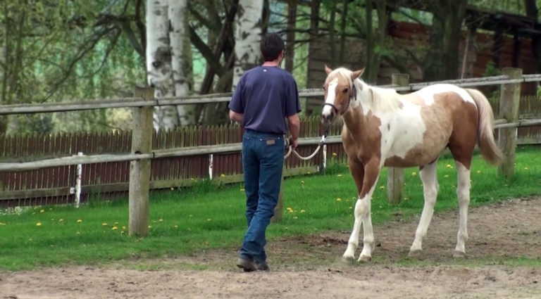 Foal training - When to start training a young horse?