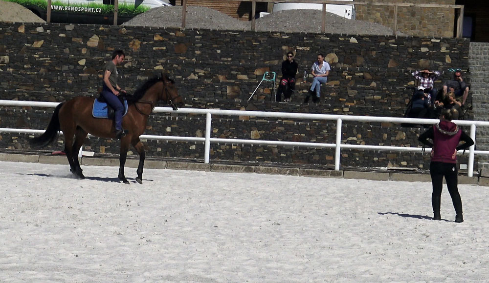 How to teach a horse to back up without pulling your reins too hard ...